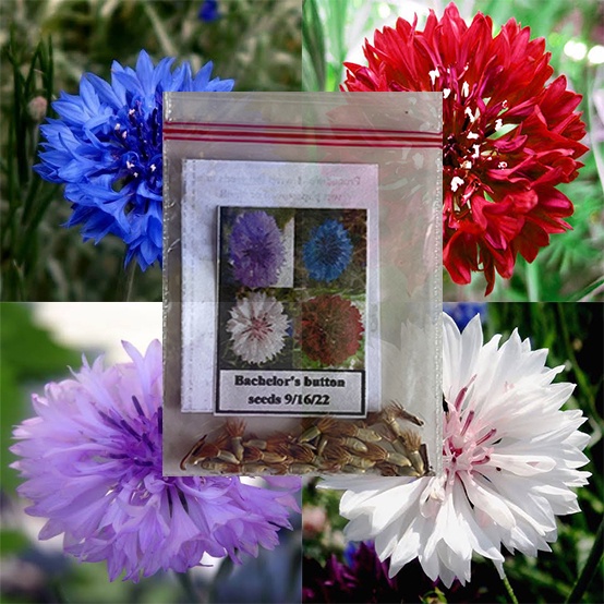 Bachelor’s button flower seeds | Shopee Philippines