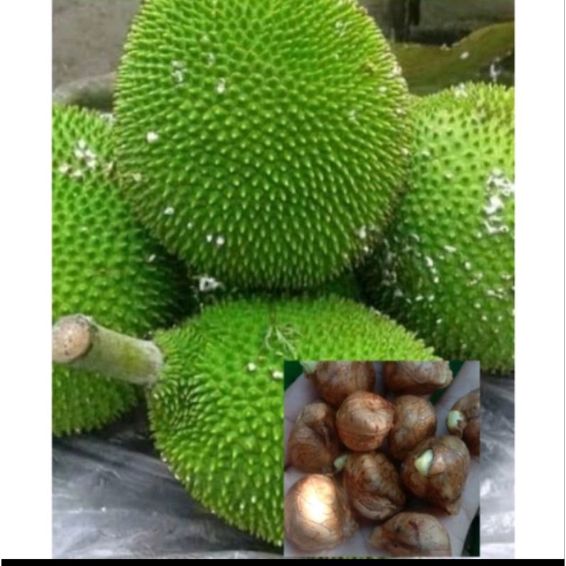 Kamansi/camansi/pakak seeds for planting (5seeds) | Shopee Philippines