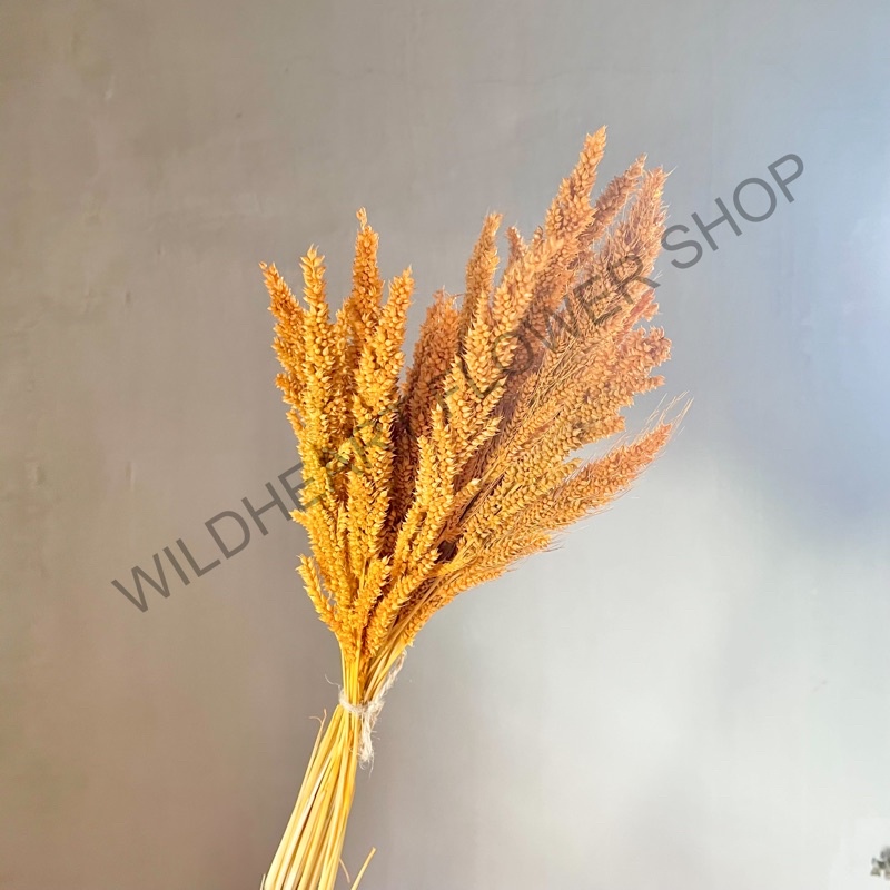 Dried Flower/Foliage - Colored Trigo (25 stems bundle) | Shopee Philippines