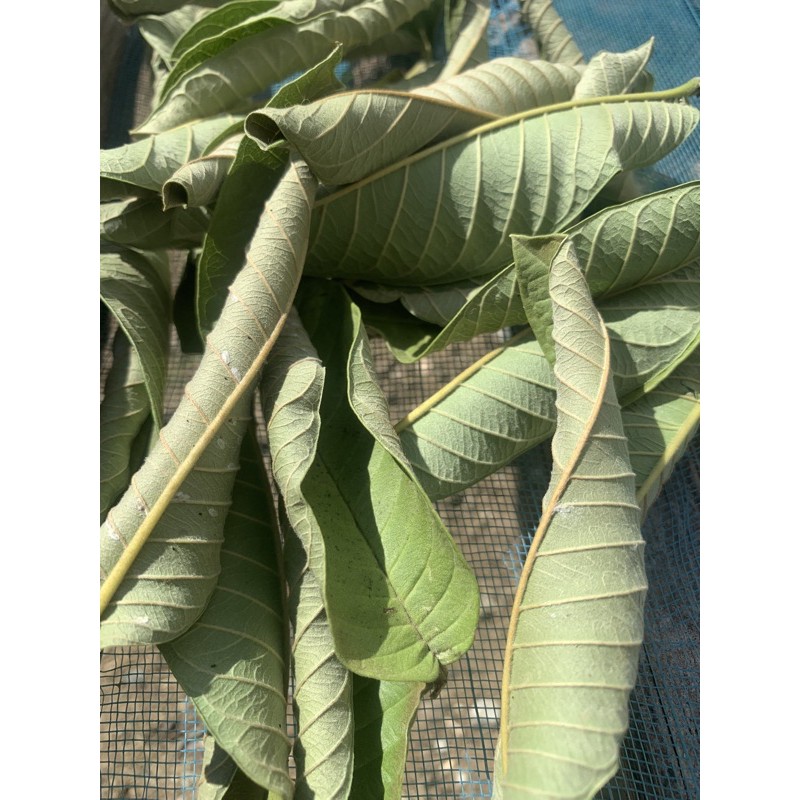 Dried Guava / Bayabas Leaves 24Php | Shopee Philippines