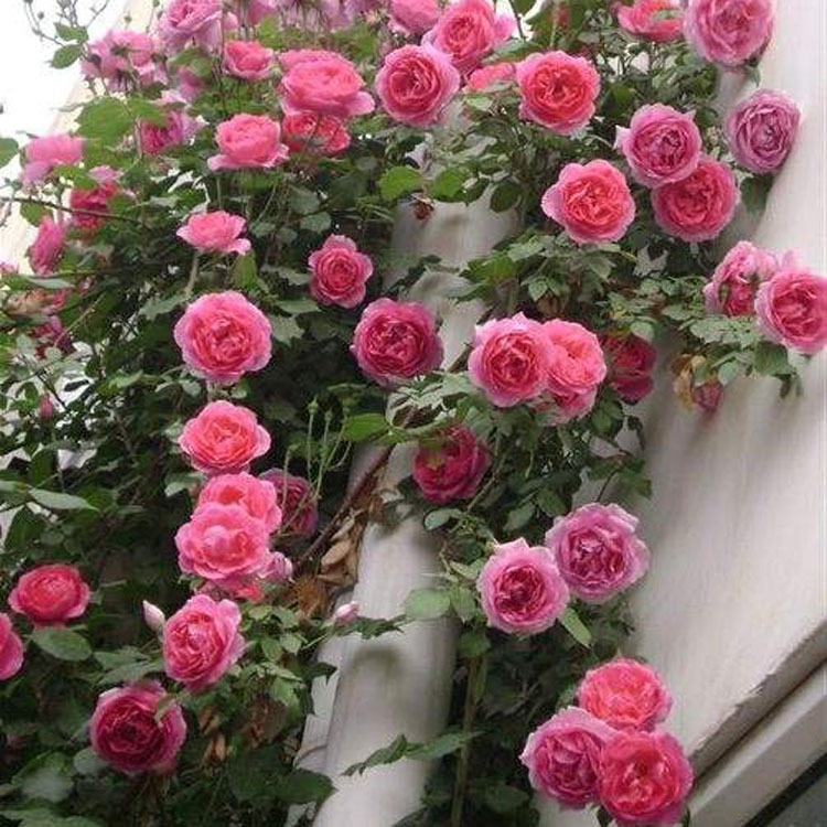 100 Pcs Climbing Rose Seeds Garden Home Balcony Fences Decor Plants ...