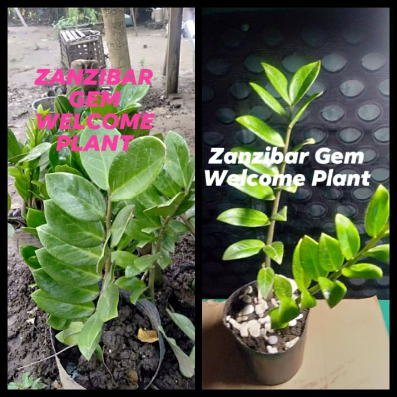 Welcome Plant In The Philippines Zamioculcas Zamiifolia Plants / ZZ