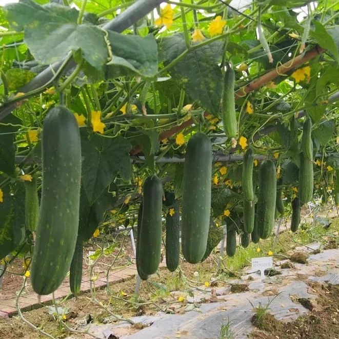PIPINO SEED`S JUMBO VARIETY Hybrid | Shopee Philippines
