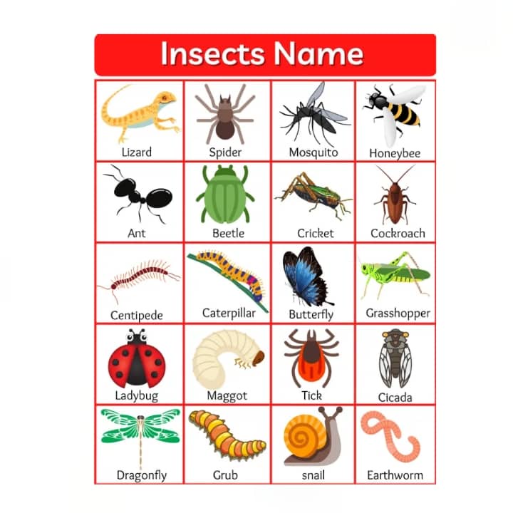 Insects Name, Laminated Educational Charts for Kids and Students ...