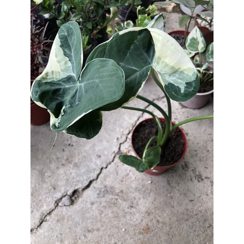 alocasia MICKEY MOUSE in a pot | Shopee Philippines