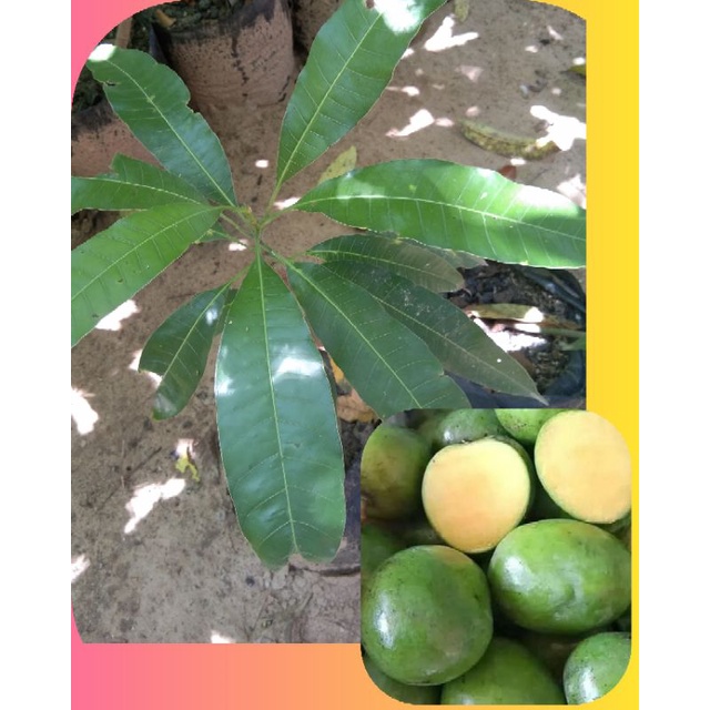 Philippines Apple Mango | Shopee Philippines