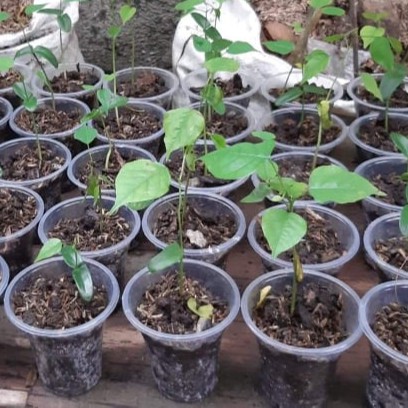 Narra Live Plant Seedling | Shopee Philippines