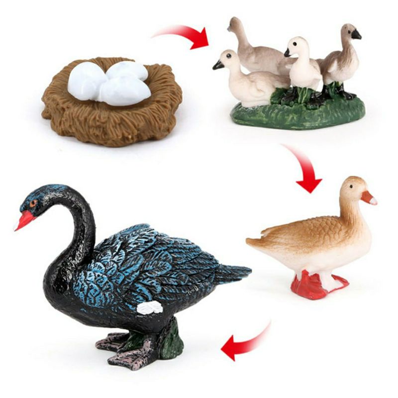 Life CYCLE BLACK SWAN CYCLE Life CYCLE BLACK SWAN MONTESSORI PLAY ...