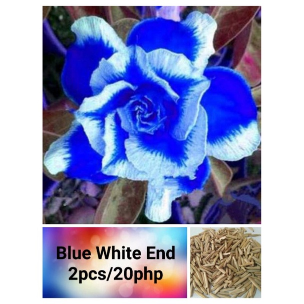 Adenium Obesum "Blue White End" Seeds (2pcs) | Shopee Philippines
