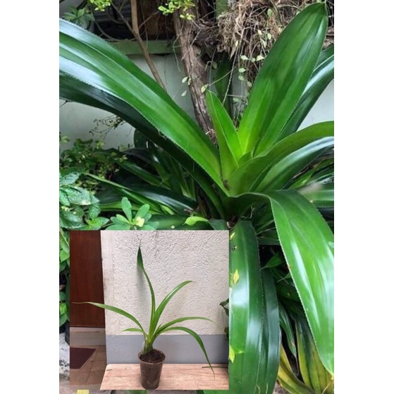 Rare Giant Dracaena Plant - 2 pc. Stalk with roots around 15 inches in height. | Shopee Philippines
