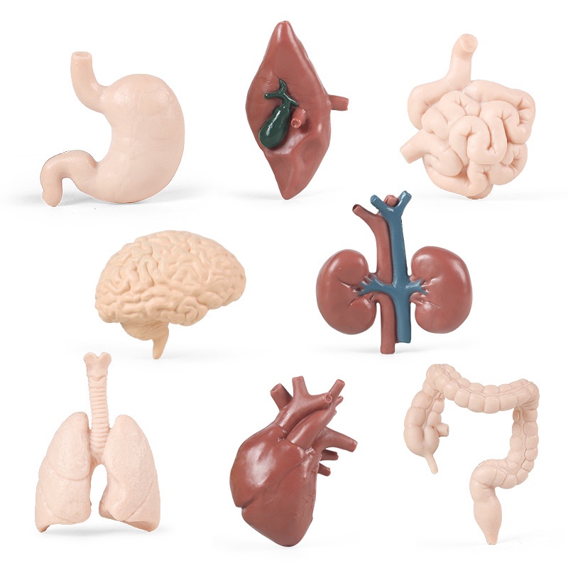 Children Cognitive Toys Model Human Organ Heart Liver Kidney Large ...