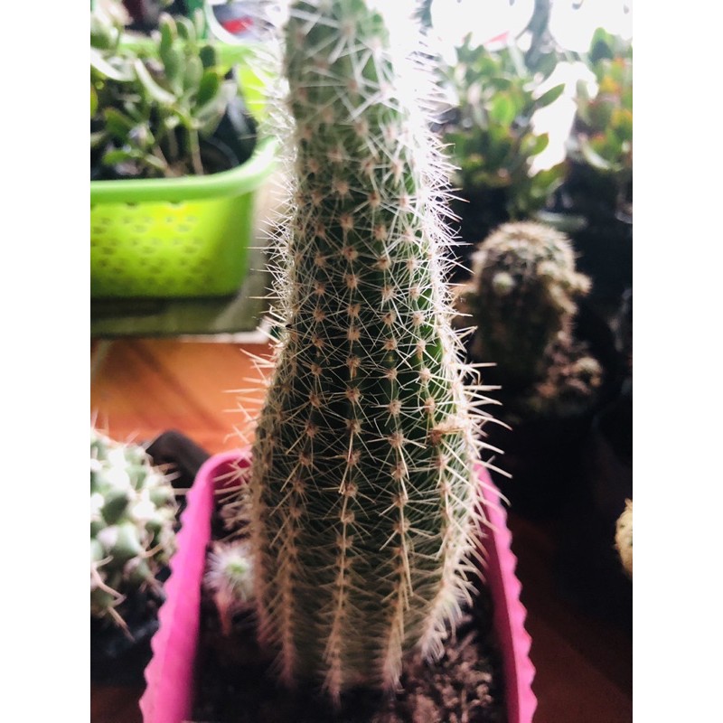 RC1823 Big cactus bare roots | Shopee Philippines