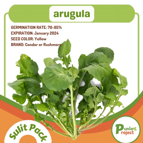 ARUGULA 30 seeds herbs and spices repacked seeds gardening | Shopee ...