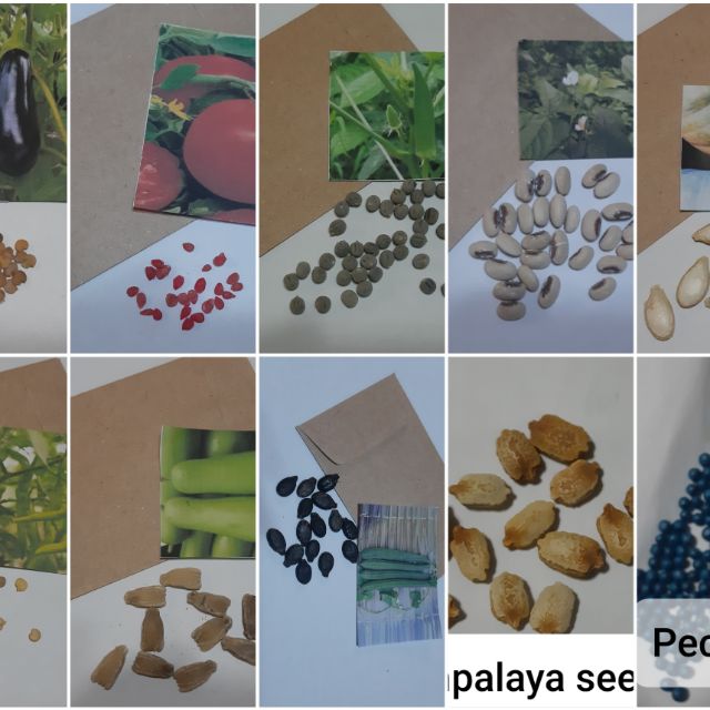 Different Types Of Vegetable Seeds In The Philippines