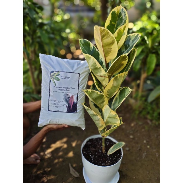 Rubber Plant Potting Soil Mix | Premium Indoor Plant Soil with Enhanced ...