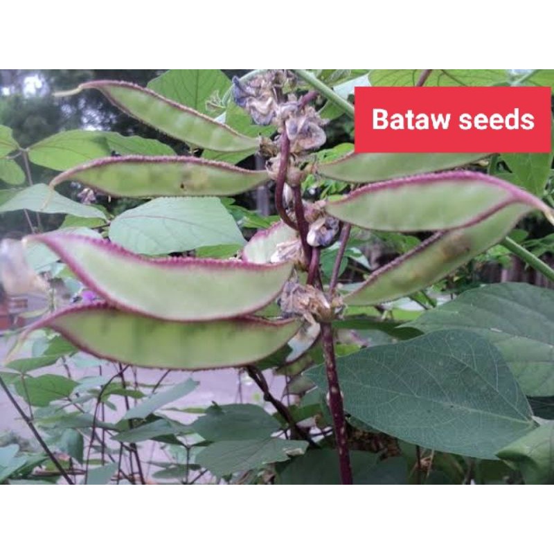 BATAW SEEDS FOR 10 PESOS ONLY | Shopee Philippines