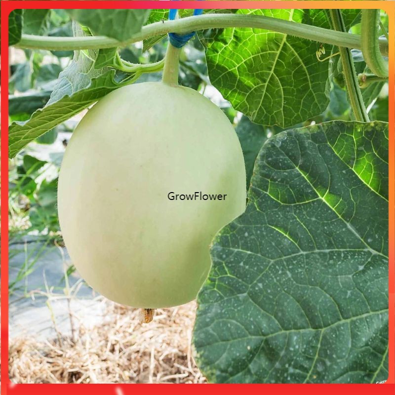 Honey Dew Melon Seeds Fruits 10 Pcs | Shopee Philippines