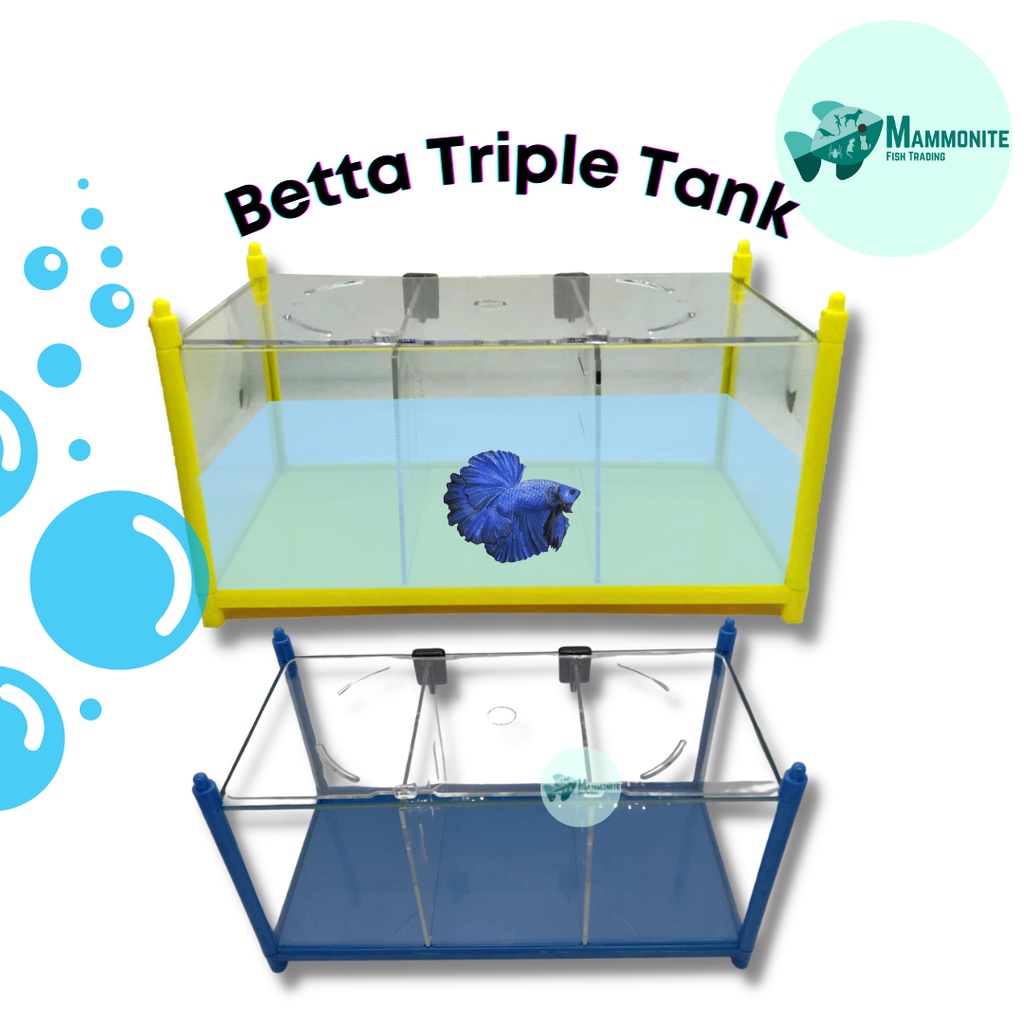 Fish Betta Triple Clear Tank Aquarium Colorful Transparent 26cm ...