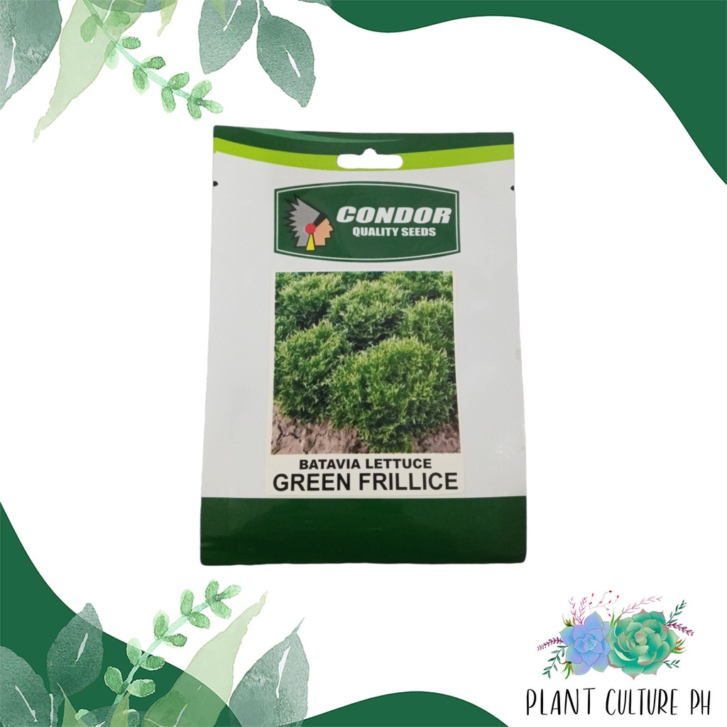 Condor Seeds Lettuce Varieties (Romaine, Iceberge, Green Wave, Lollo ...