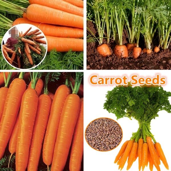 Philippines 100pcs Kuroda Hybrid Carrot Seeds Vegetable Seeds Four ...