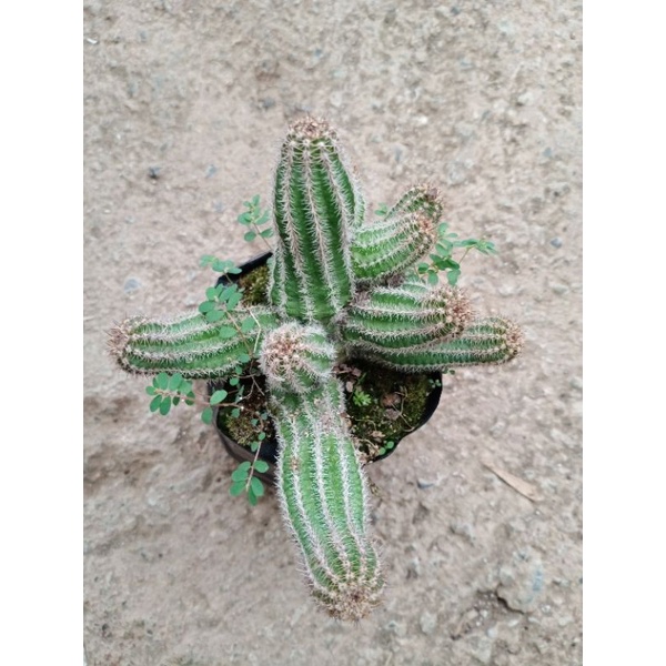 Peanut cactus (echinopsis chamaecereus) | Shopee Philippines