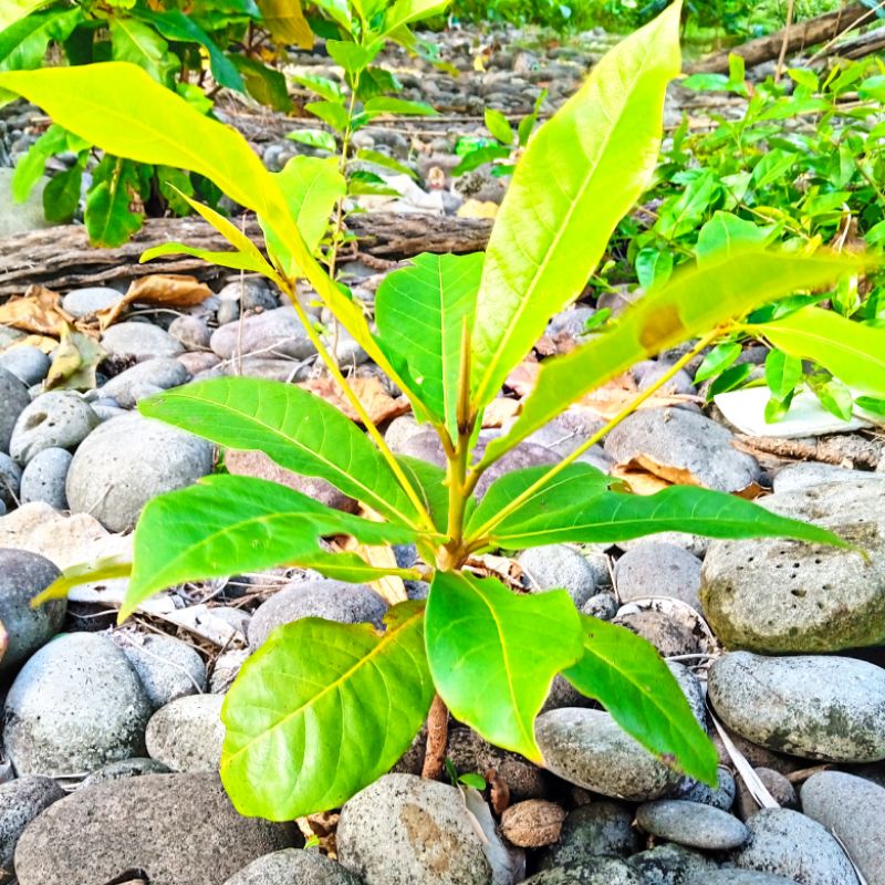 African Talisay SEEDS (100 pcs.) | Shopee Philippines