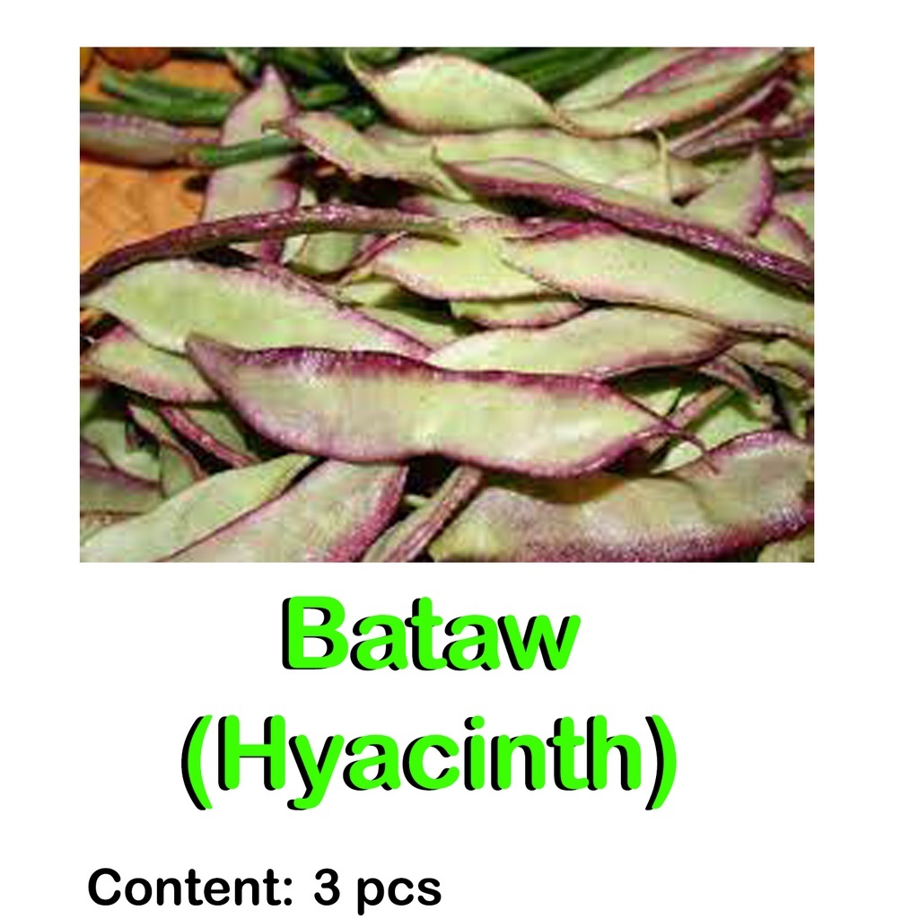 Vegetables Seeds kamatis talong pechay ampalaya sigarilyas upo lettuce ...