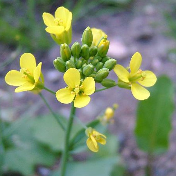 Flowering Petchay Seeds - Edible Flower Chaism / Tsoi Sum Seeds - Leafy ...