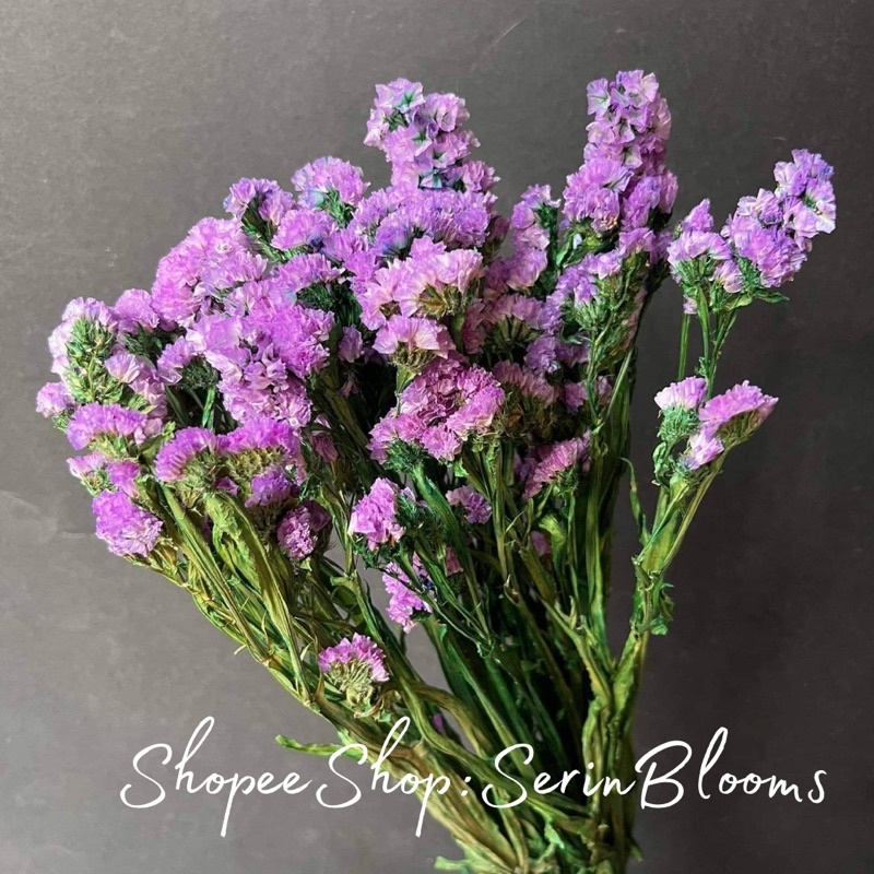 Preserved dried Statice sold per bundle (will last year's) | Shopee ...