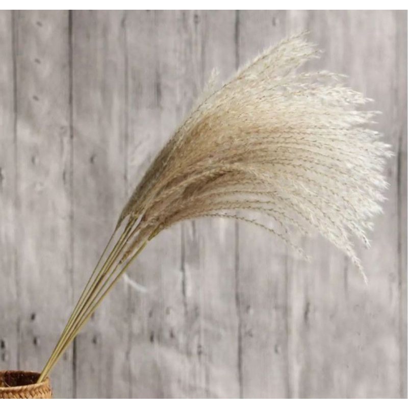 1bunch Dried Reed Fluffy /Real Flower/imported pampas | Shopee Philippines