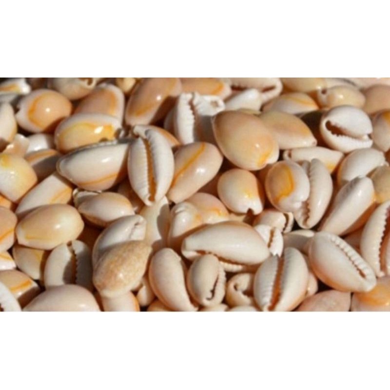 Sigay/cowrie Sea Shells | Shopee Philippines
