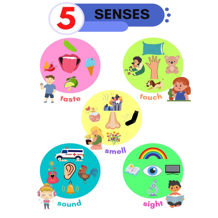 Five Body Senses Body Parts Science Educational Laminated Charts ...