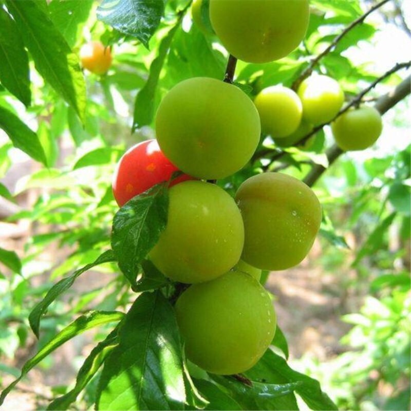 Ouya Plum sapling Bear Fruit in Current Year Grafting Bee Sugar Plum ...