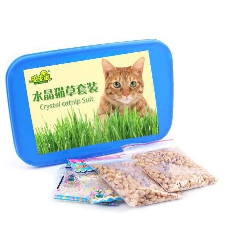 4jar Planting Catnip Suit SAND/CRYSTAL (planting catnip grass seeds ...