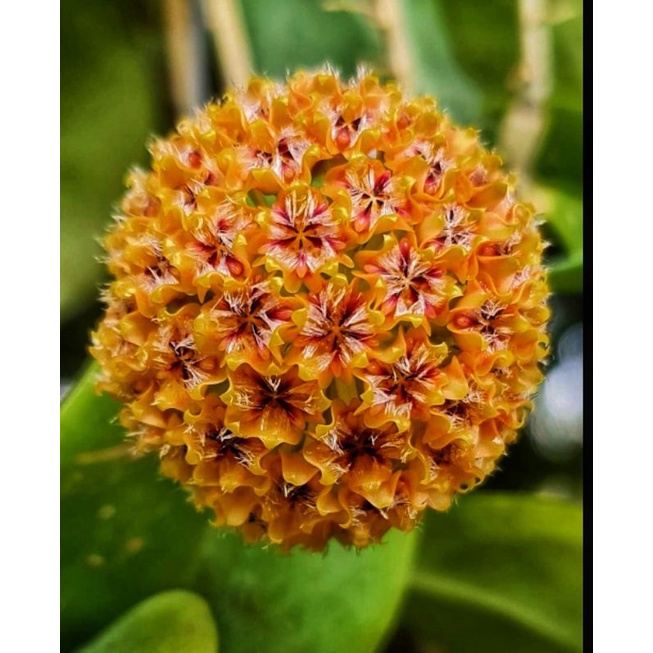 Hoya mother plants. assorted common Hoya | Shopee Philippines