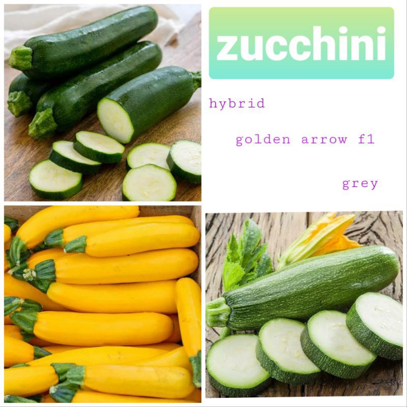 zucchini /courgette varieties (summer squash) seeds | Shopee Philippines