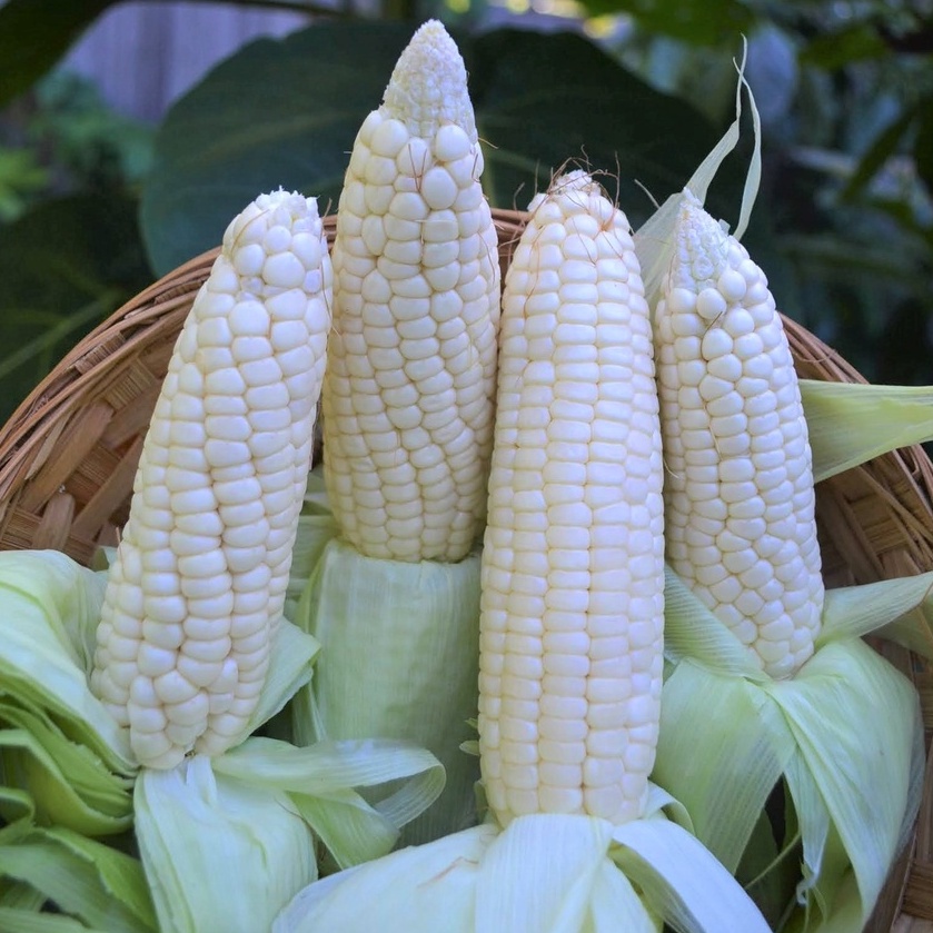 40 Seeds White Corn Glutinous Corn Seeds Plant Binatog White Corn Seeds ...