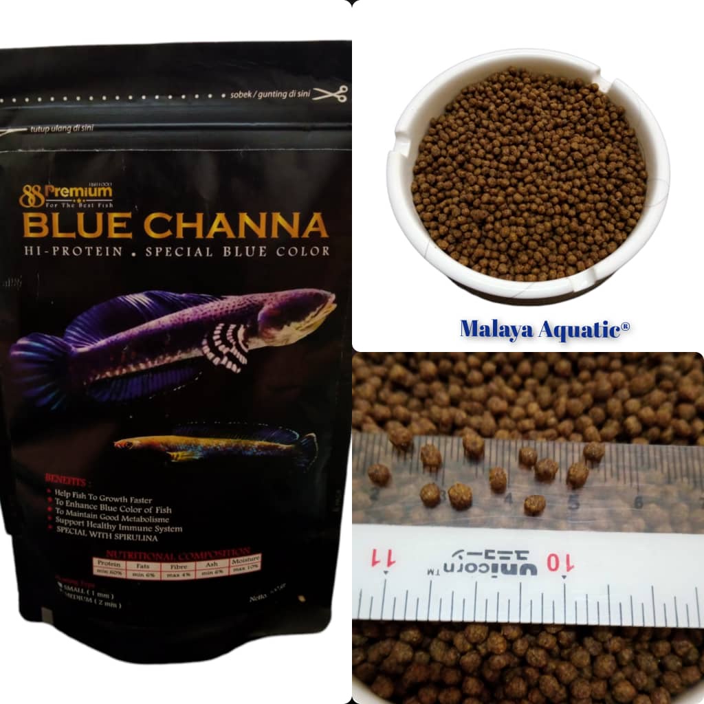 Pellet Premium 88 Channa (Special Blue Colour)[Pellet Channa untuk ...