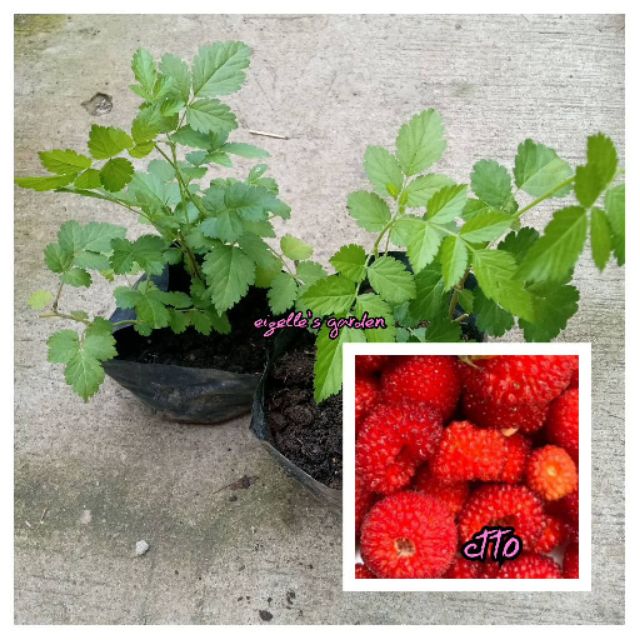 Sapinit or Philippine Wild Raspberry Live Planting Material | Shopee ...