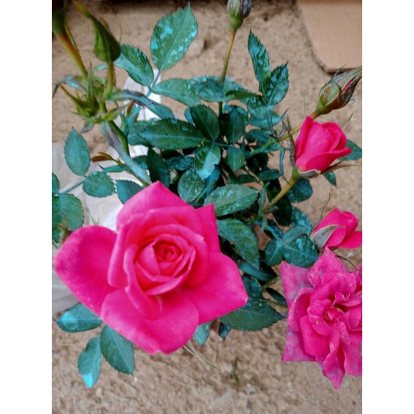 piti mini roses[[collectibles]] | Shopee Philippines