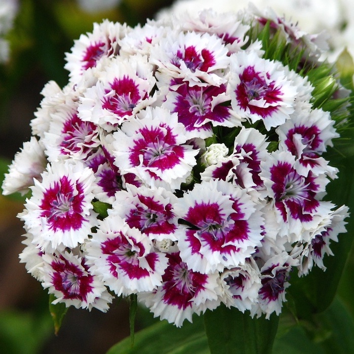 M&A PHC (50 seeds) Mixed Colors Beautiful Dianthus Flower Seeds ...