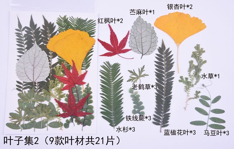 Green leaf material package combination package pressed flower plant ...