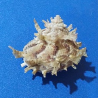 E2- Seashell for collection- Bolma girgyllus 35mm- BEAUTIFUL SPINES ...