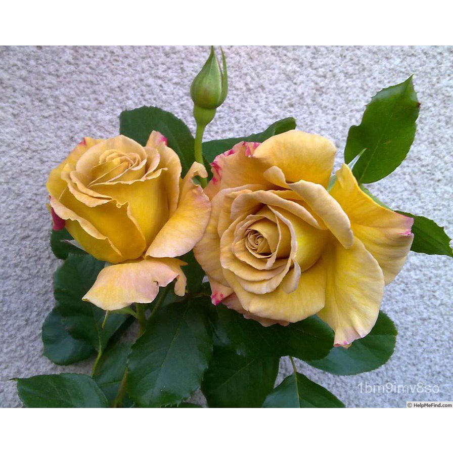 Princess Flower Club Chinese Rose Sweet Dijon（HONEY DIJON）Big Flower ...