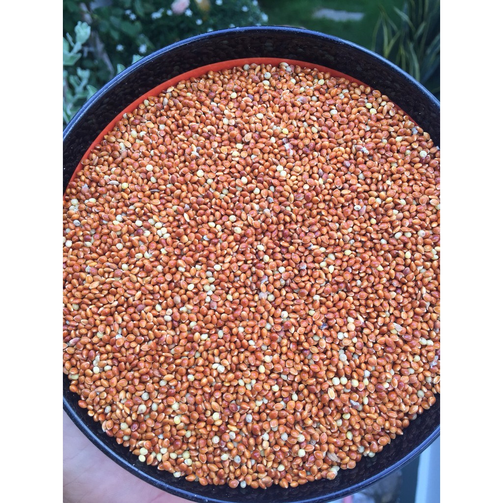 1kg of imported large glossy red millet for small parrots, budgies ...