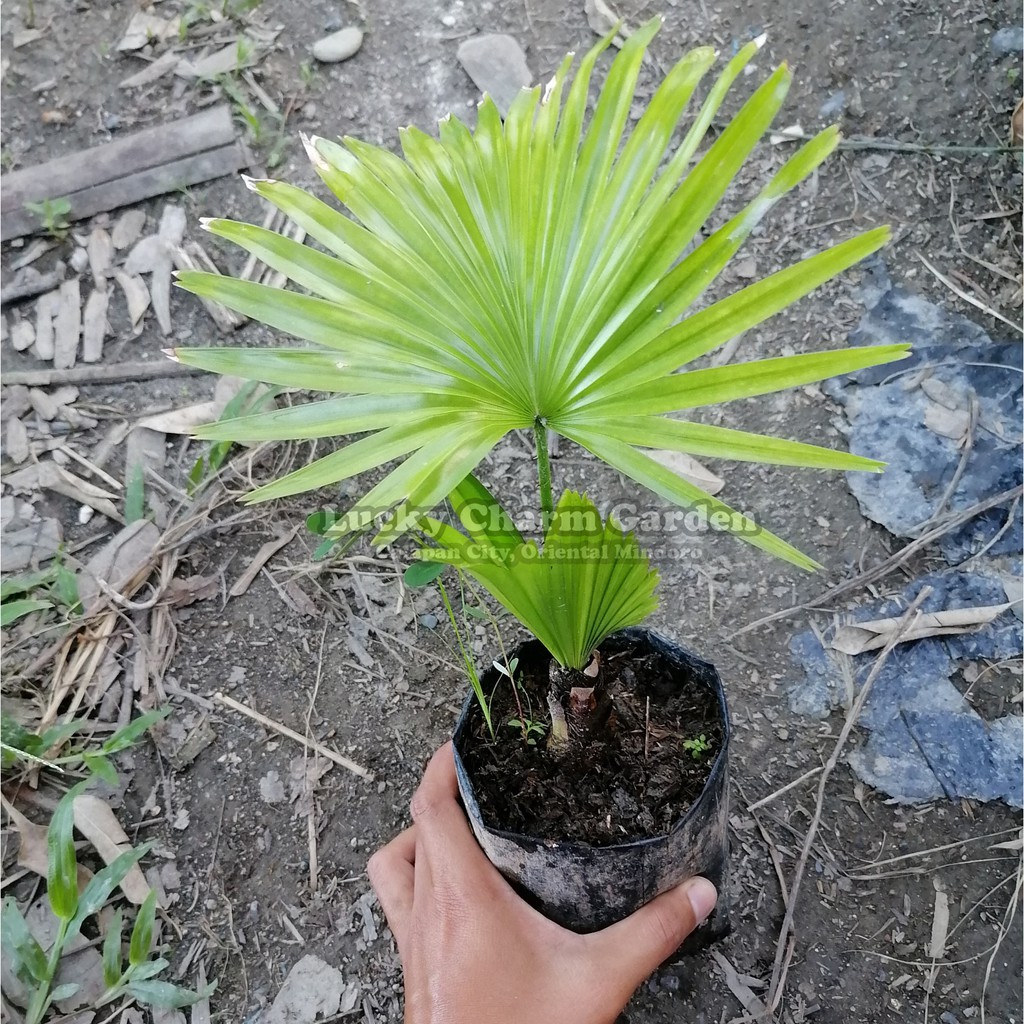 Anahaw or Fan Palm (Live plant with soil) | Shopee Philippines