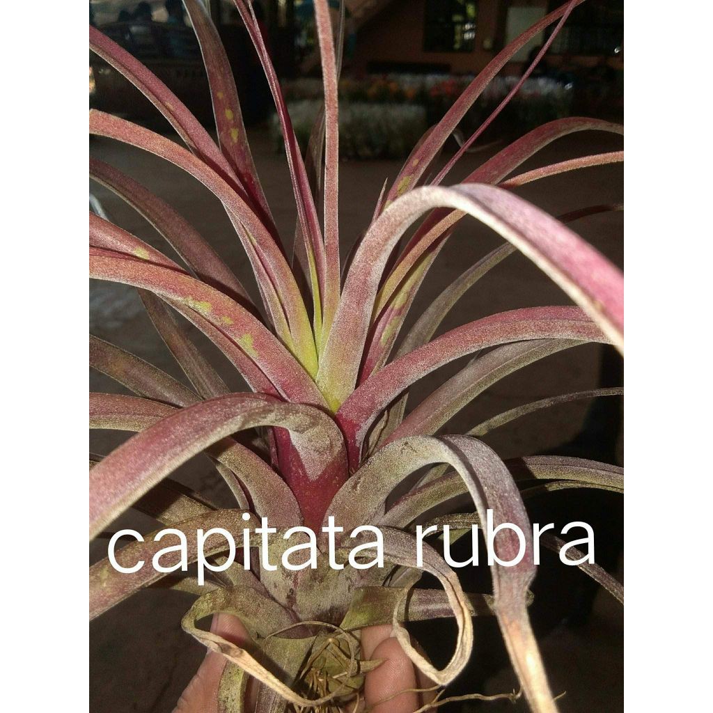 Capitata Rubra Airplant | Shopee Philippines