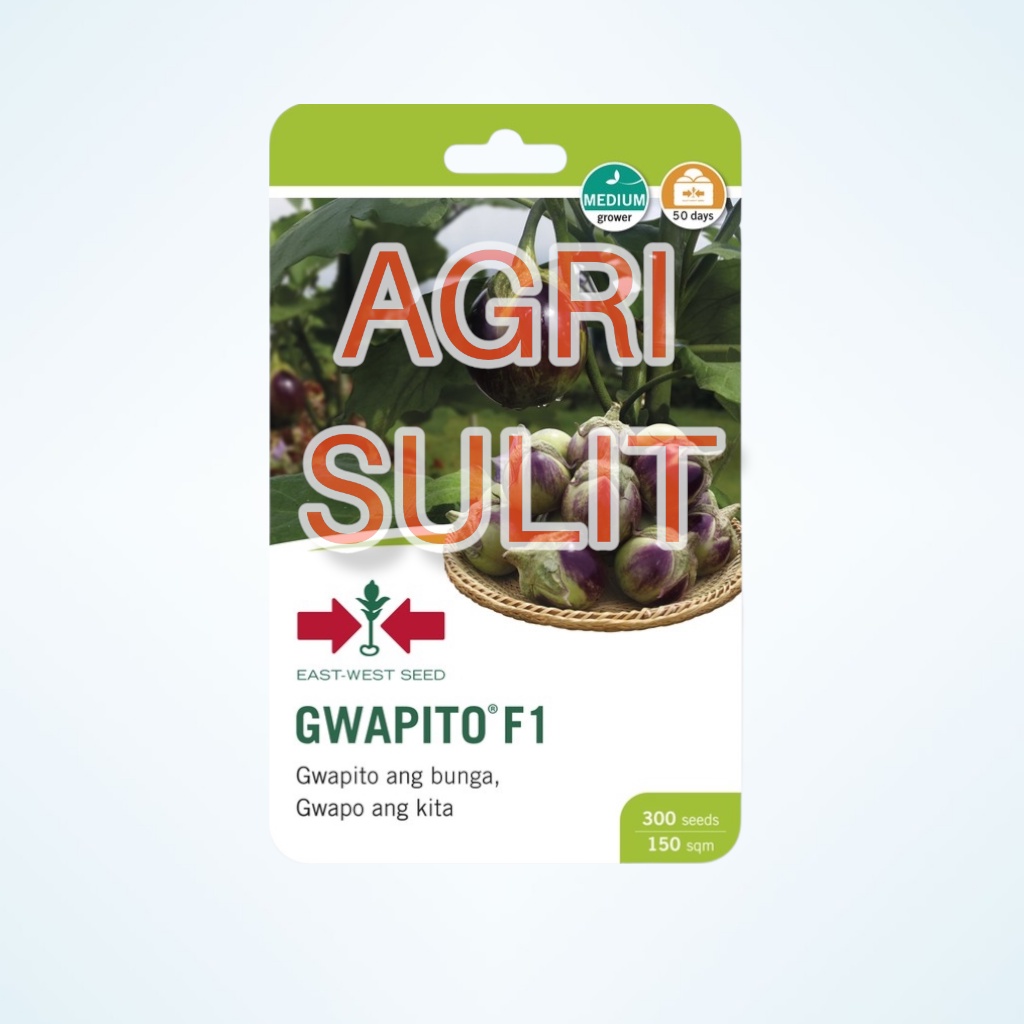 GWAPITO F1 ROUND EGGPLANT (300 SEED PACK) BY EAST WEST SEEDS | Shopee ...