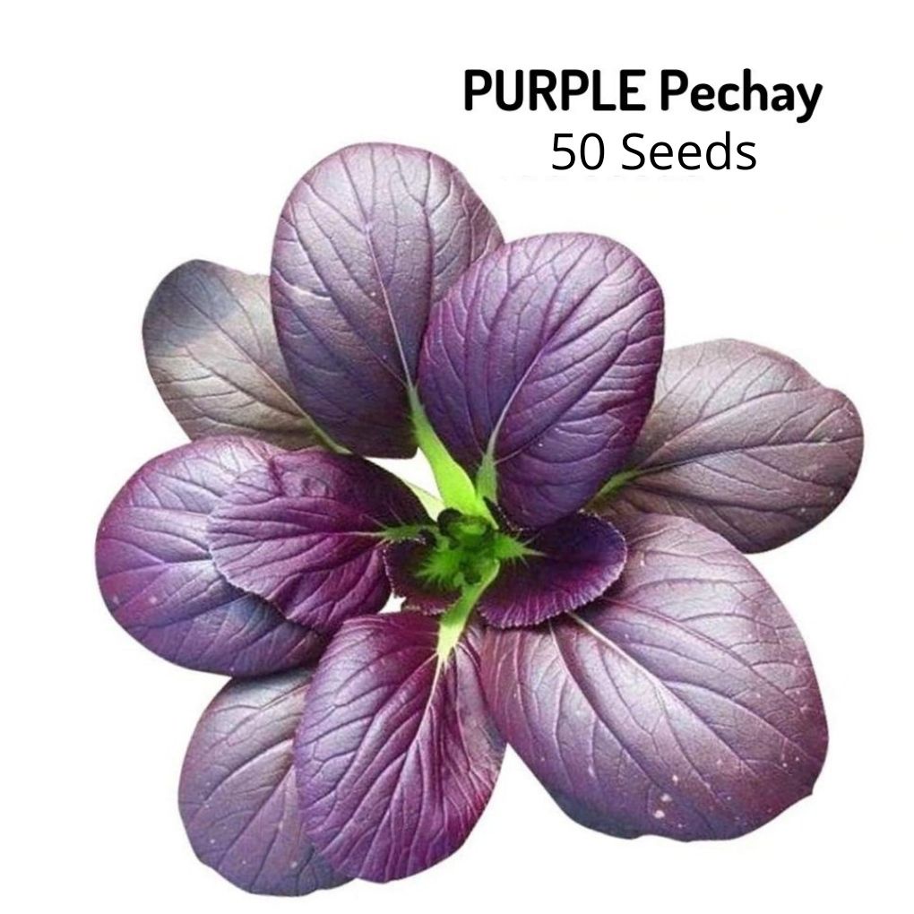 (Plant) Purple Pechay/Pokchoi | 50 seeds | Shopee Philippines