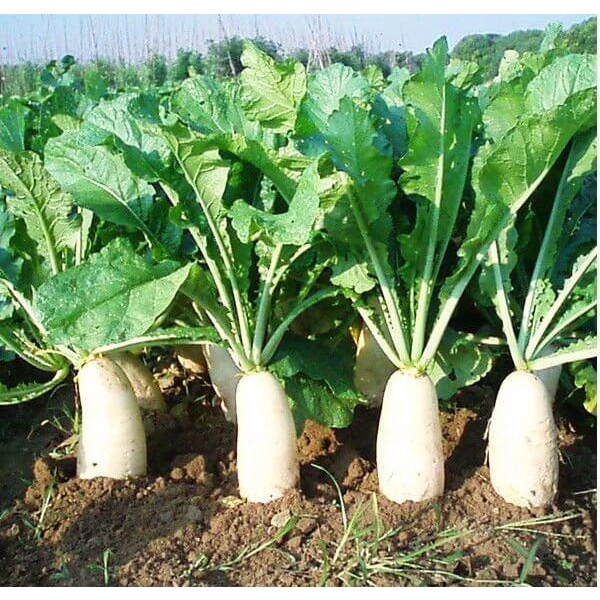 (400 seeds) Vegetable Seeds SNOW WHITE RADISH VEGETABLE SEEDS Radish ...